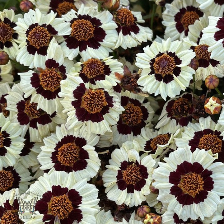 Coreopsis Corusco Cream Red | The Plant Store