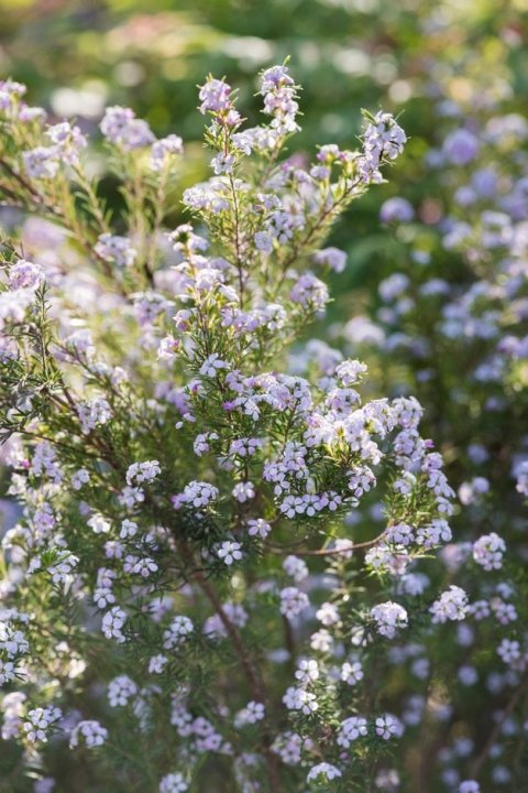 Diosma Ericoides | The Plant Store
