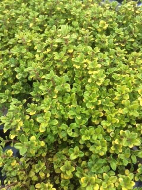 Thymus x Citriodorus Aurea | The Plant Store