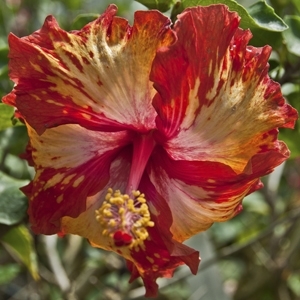Hibiscus Lady Cilento - 2.5 Litre pot