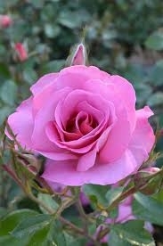 Rose Pacific Glory