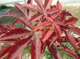 Acer pentaphyllum