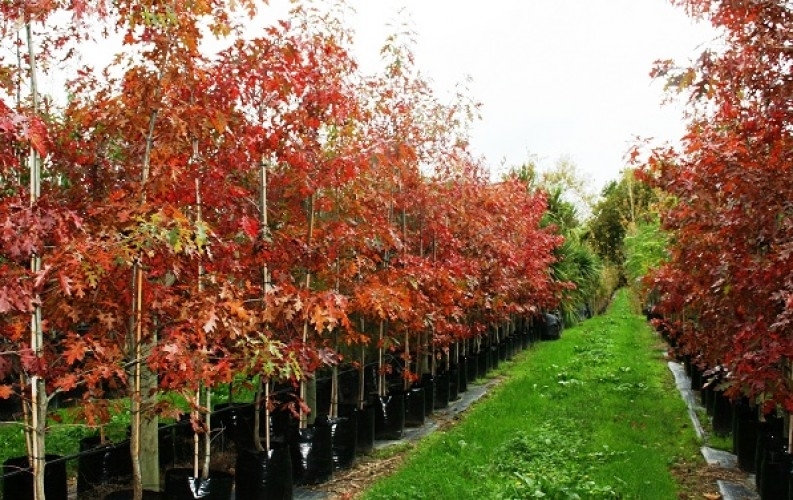 Quercus Coccinea