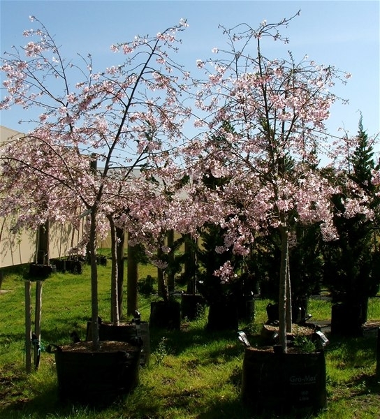 Prunus Yedoensis Awanui - Flowering Cherry - 1.2m std - Bare Rooted