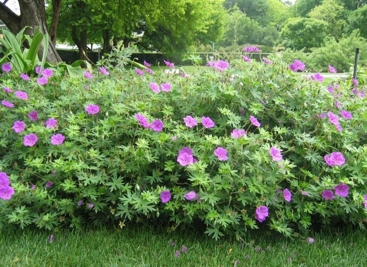 Geranium Tiny Monster - 14cm pot