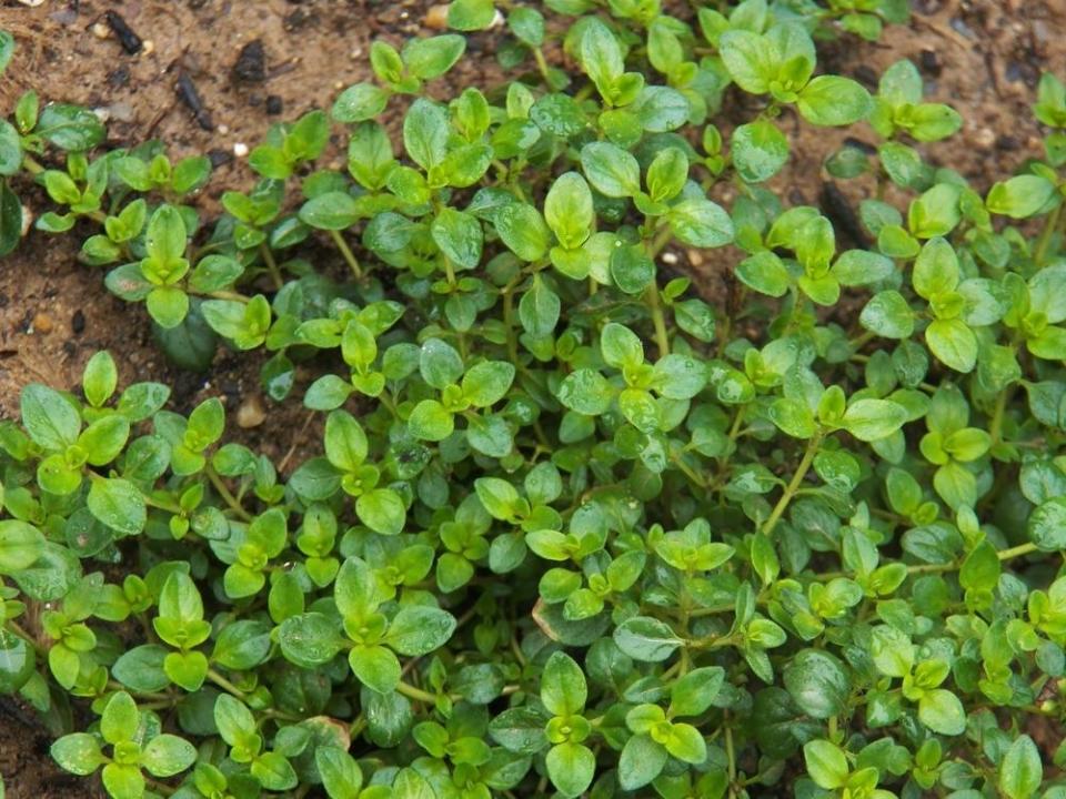 Thymus nummularius | Pizza Thyme | The Plant Store