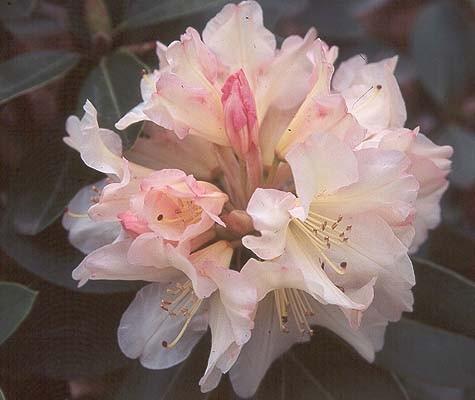 Rhododendron Unique