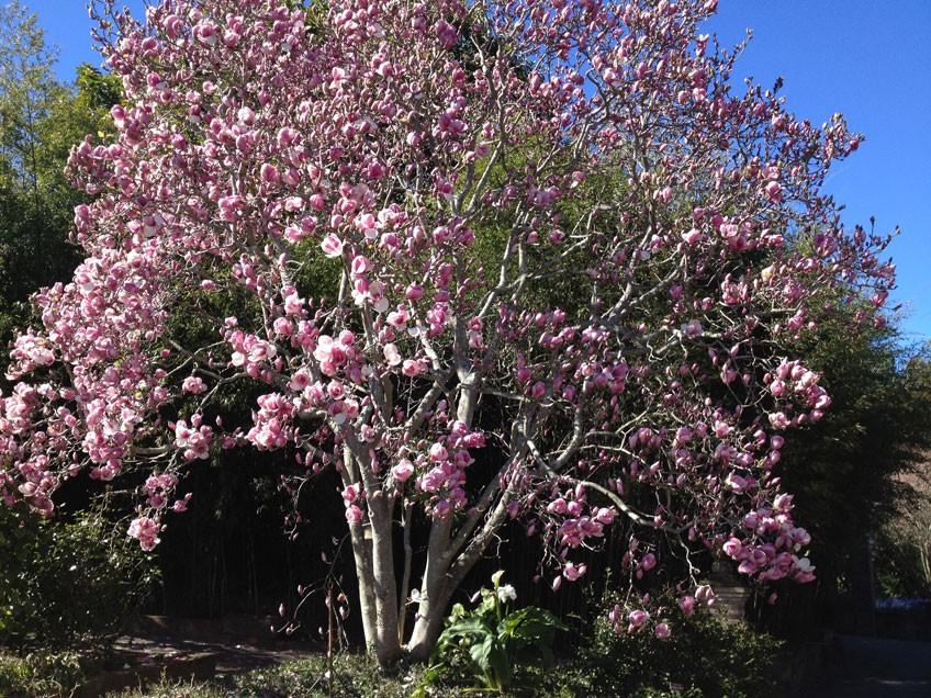 Magnolia Iolanthe | The Plant Store NZ