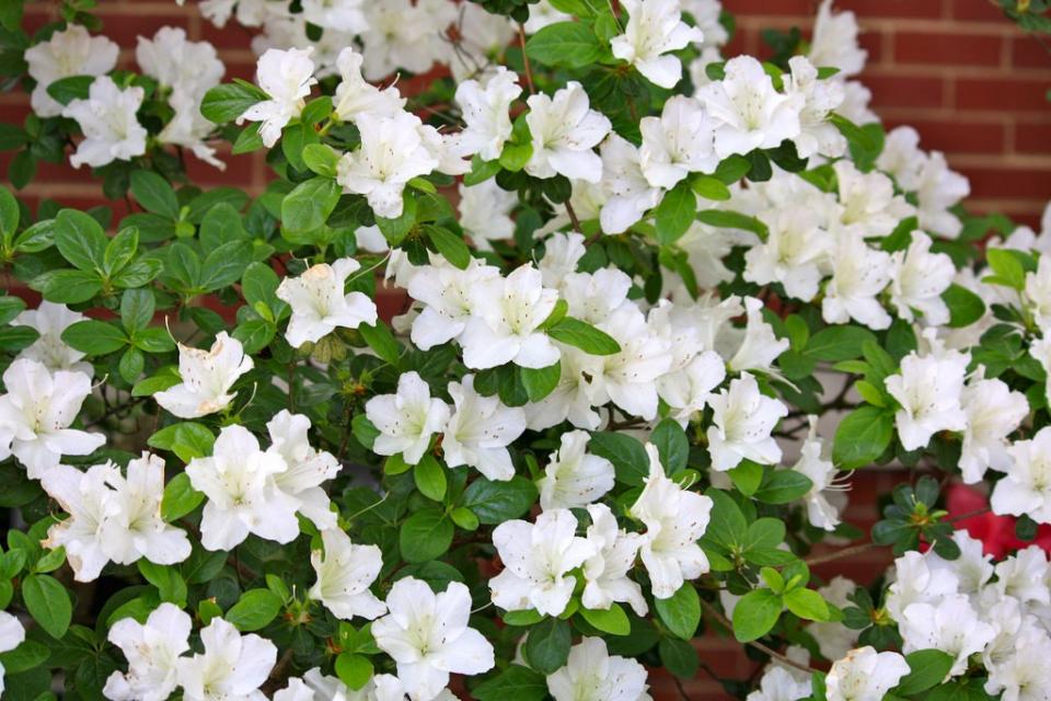 Azalea Fielders White