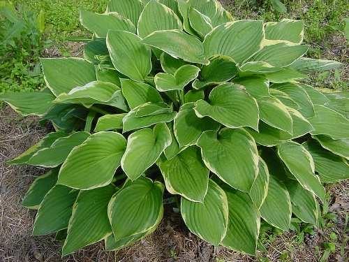 Hosta Ellerbroek