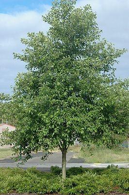 Alnus Rubra