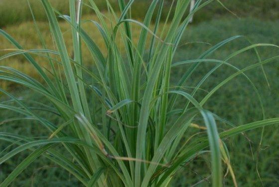 Carex Trifida