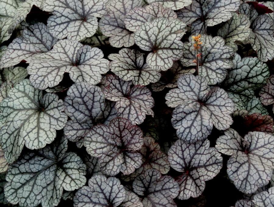 Heuchera Silver Scrolls