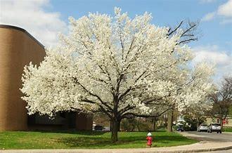 Pyrus calleryana