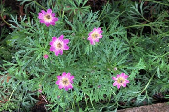 Anemone Annabelle Deep Pink