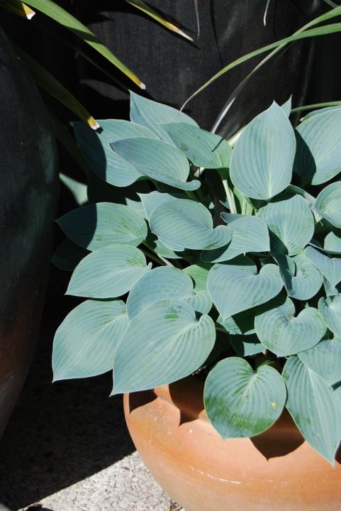 Hosta Silver Knight
