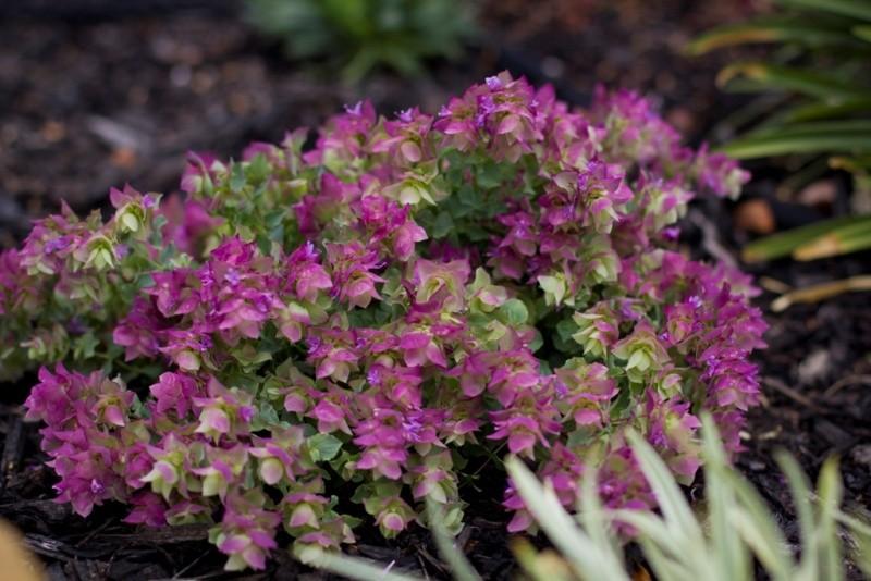 Origanum Bellissimo