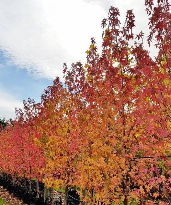 Liquidambar styraciflua Worplesdon | American Sweetgum | The Plant Store NZ Liquidambar styraciflua Worplesdon | American Sweetgum | The Plant Store NZ