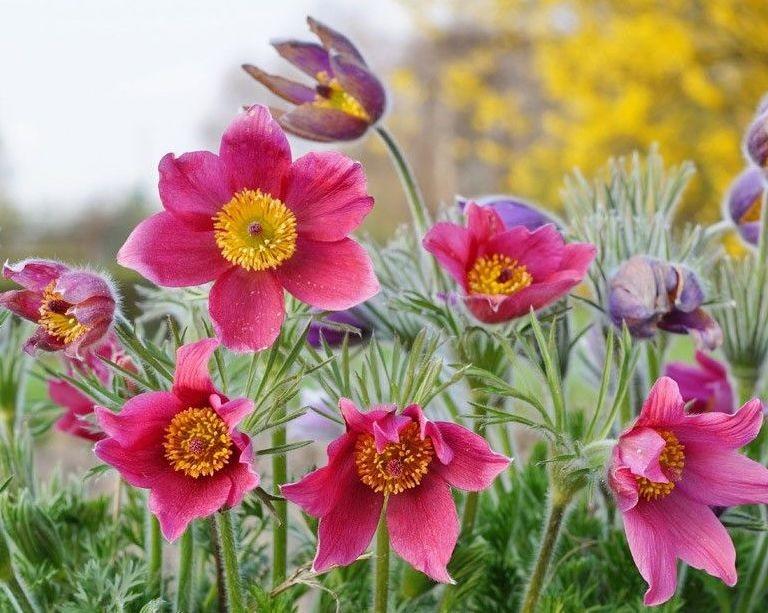 Pulsatilla Rose Bells