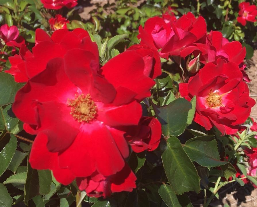 Rose Standard Lest We Forget Floribunda