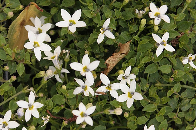 Pratia White Stars - 9cm pot