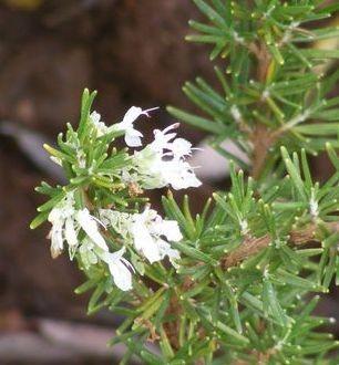 Rosmarinus officinalis Alba | White Rosemary | The Plant Store NZ