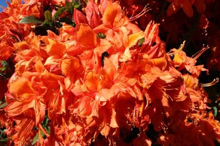 Azalea dec Ilam Orange