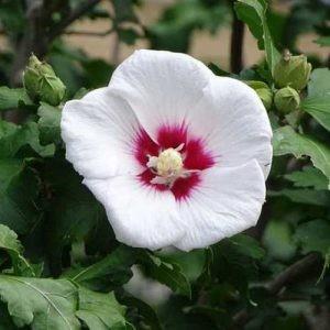 Hibiscus syriacus Helene