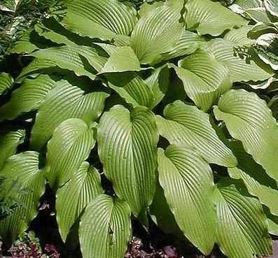 Hosta Jade Cascade