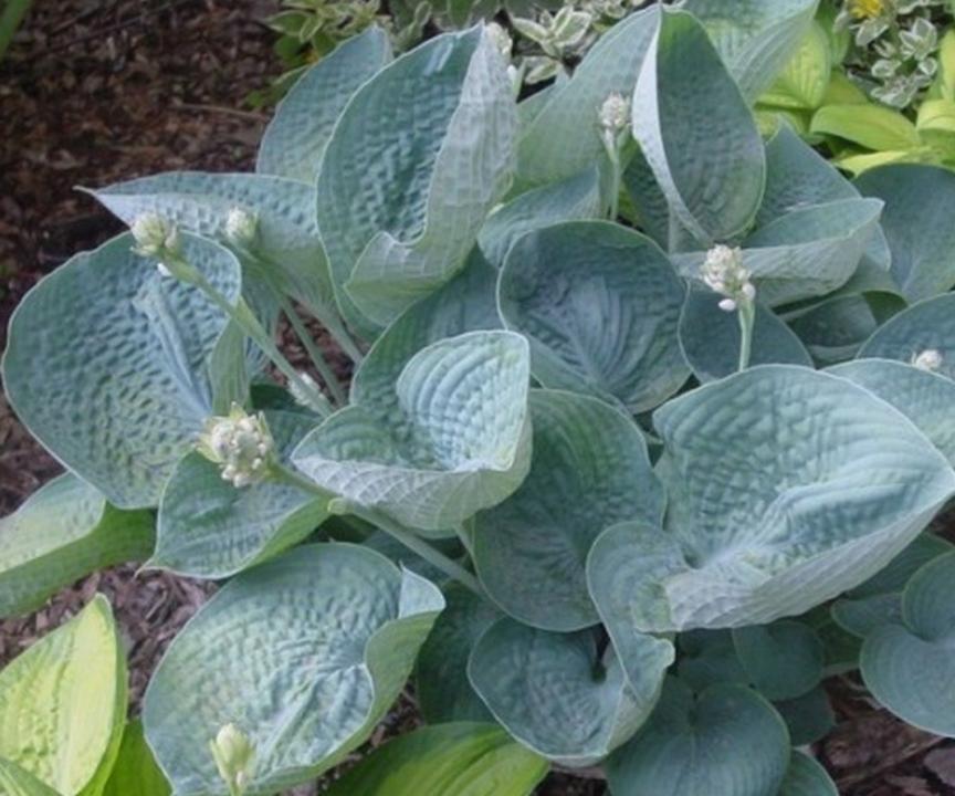 Hosta Love Pat