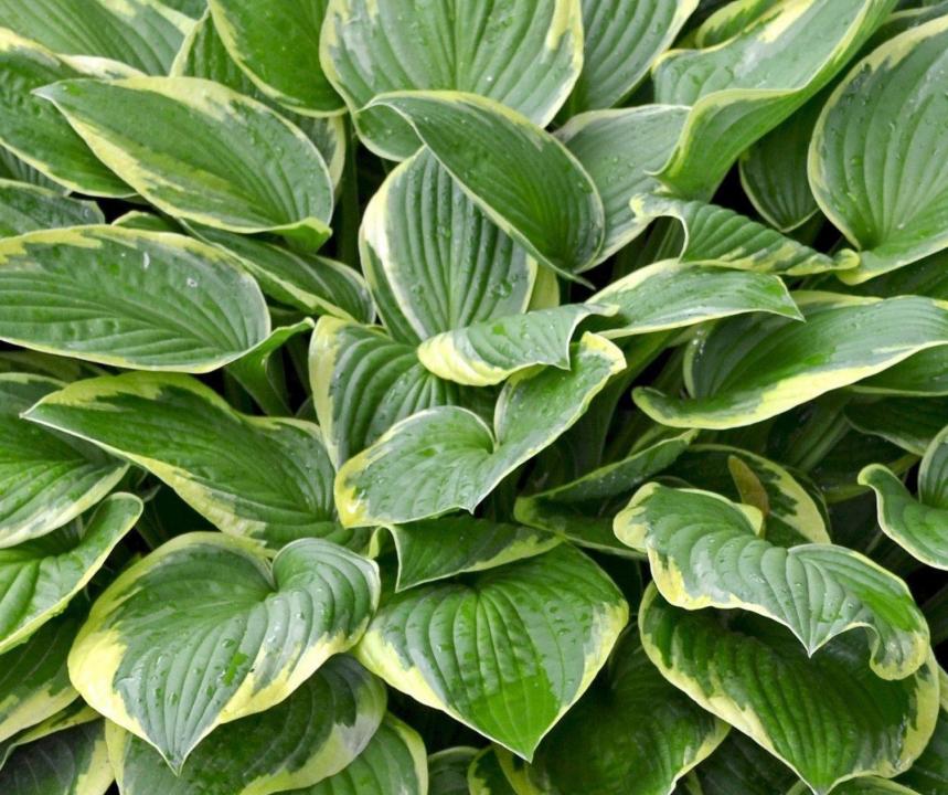 Hosta Wide Brim