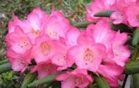Rhododendron Canadian Sunset