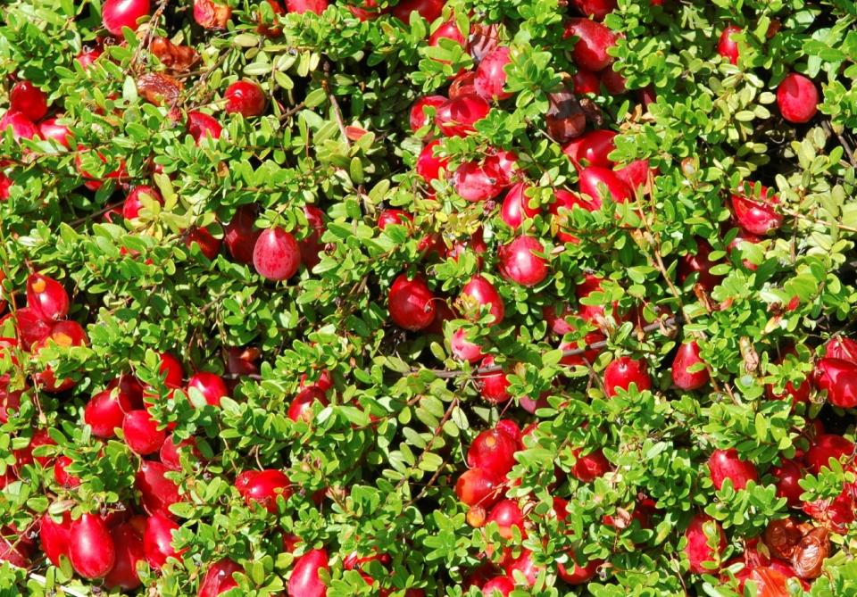 Cranberry Crowley