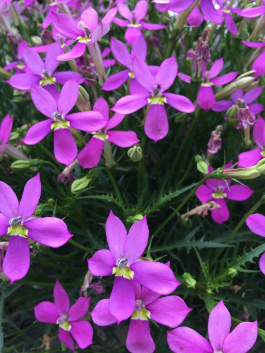 Isotoma Pretty in Pink