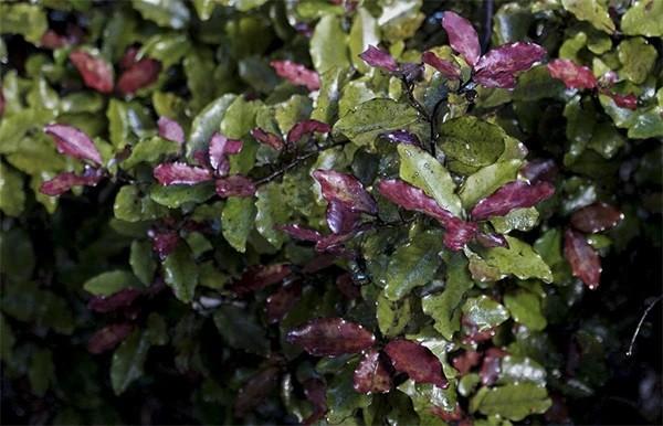 Pseudowintera Red Hot