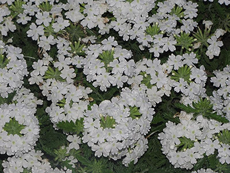 Superbena Bushy White
