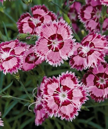 Dianthus Cranberry Ice
