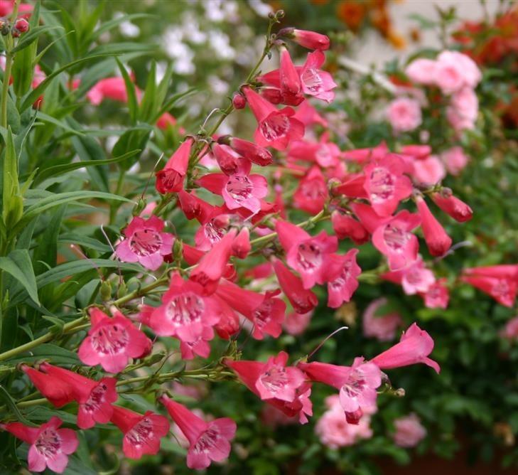 Penstemon Etna
