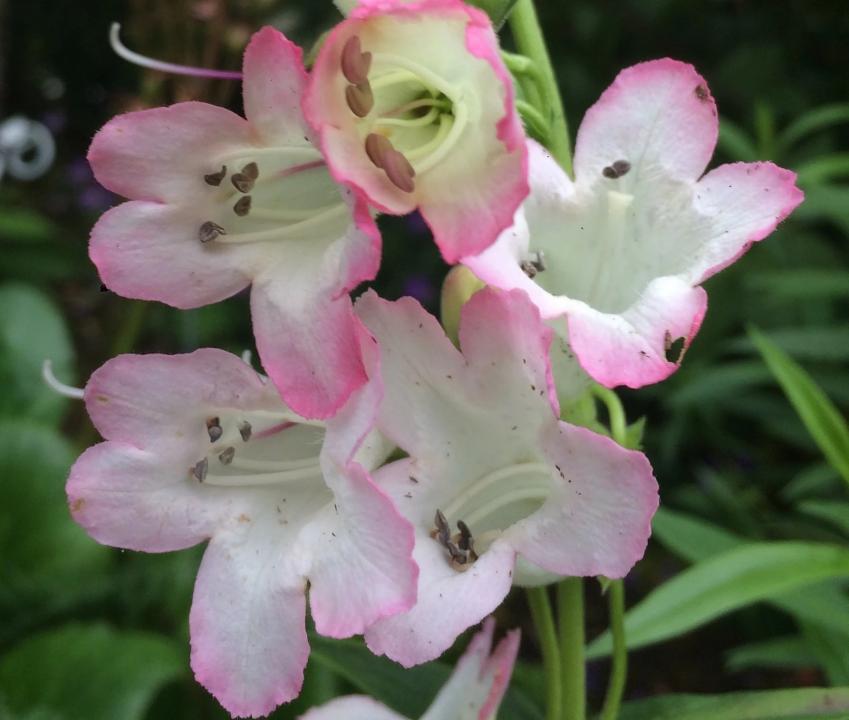 Penstemon Osprey