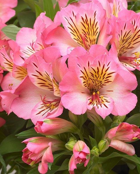 Alstroemeria Inticancha Sunshine