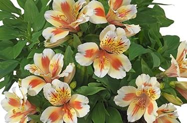 Alstroemeria Inticancha Sunset