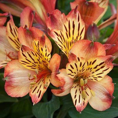 Alstroemeria Inticancha Bryce