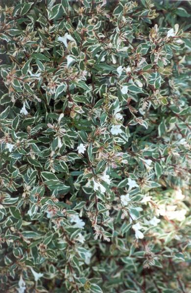 Abelia Snowdrift