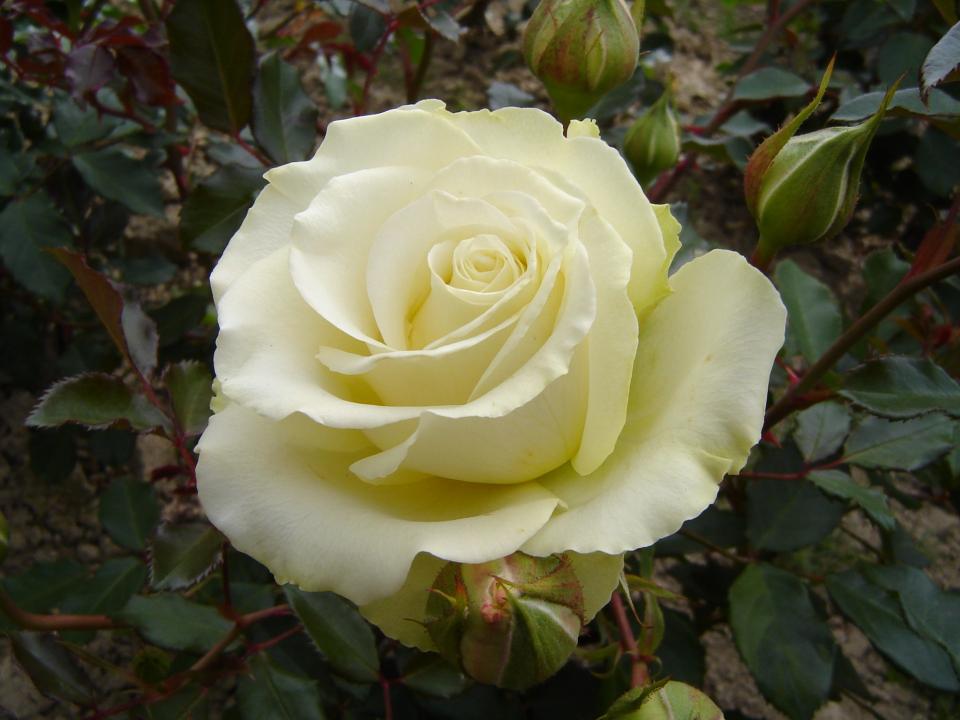 Rose Sweet Breeze