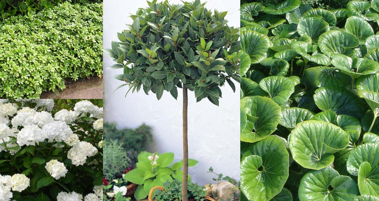 Plant Palettes