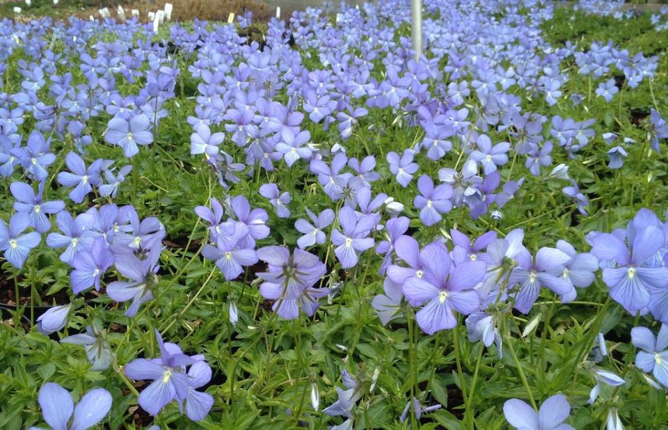 Viola Parma Viola 'Freckles' Tesselaar