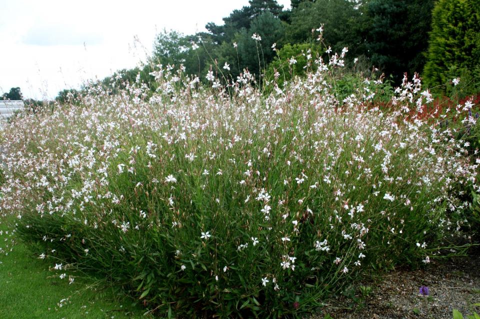 Gaura lindheimeri Whirling Butterflies | Beeblossom | The Plant Store NZ Gaura lindheimeri Whirling Butterflies | Beeblossom | The Plant Store NZ