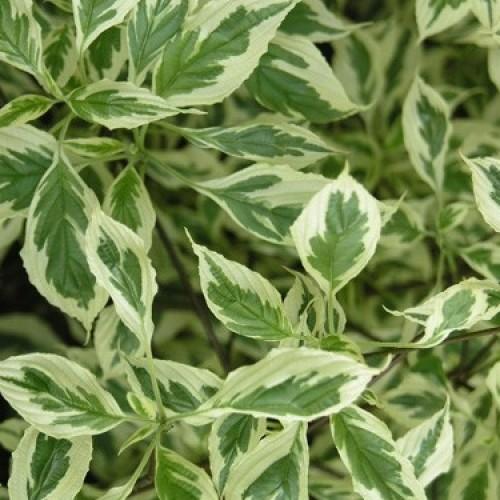 Cornus alternifolia Argentea