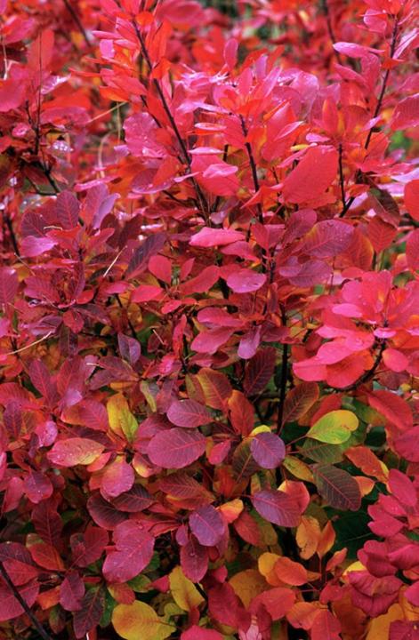 Cotinus coggygria Red Spirit