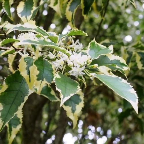 Hoheria populnea Alba Variegata